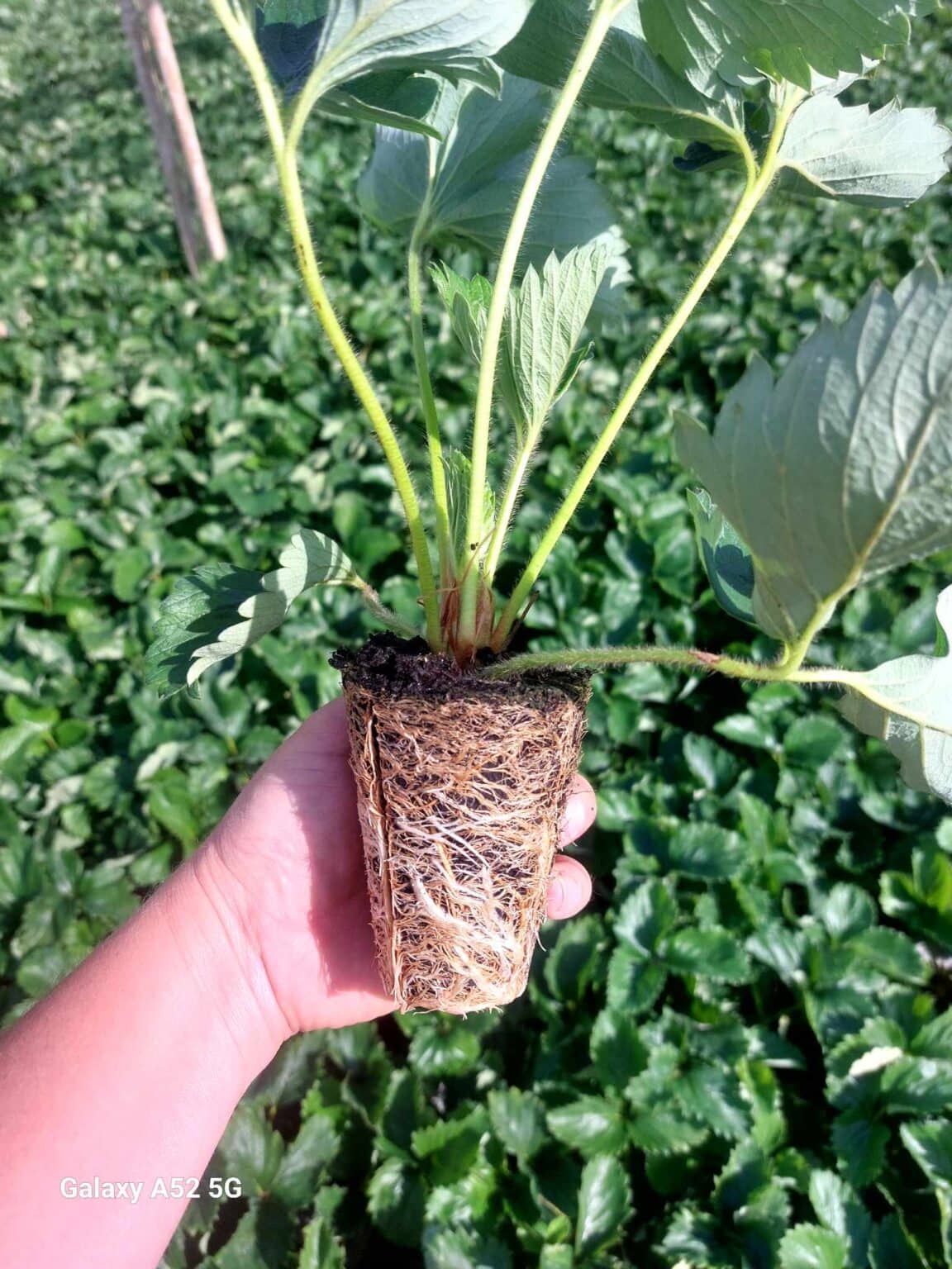 Nos plants de fraises - barianis.fr